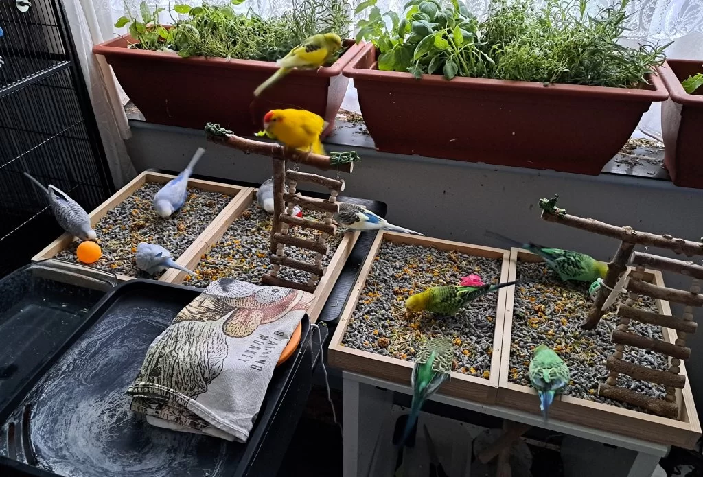 Do we need a ‘how’s Birdie’ thread? | THE Ducati Community Forum